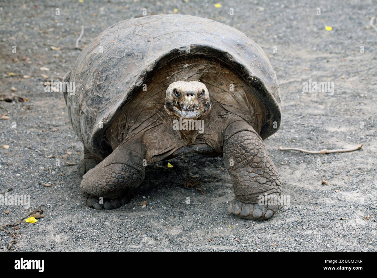 Galapagos giant tortoise (Geochelone elephantopus / Chelonoidis nigra ...
