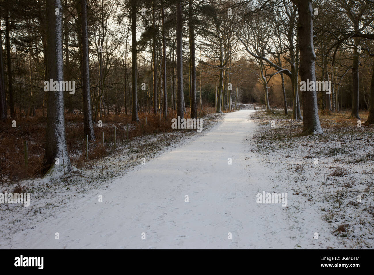 Access road covered in snow on Bramham Park Estate Stock Photo - Alamy