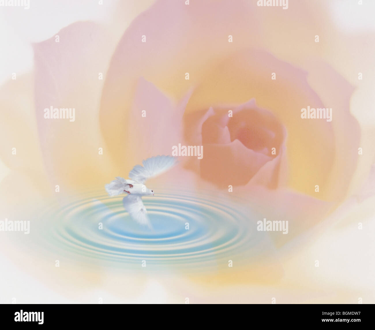 Dove flying over rippling water with rose in the background Stock Photo ...