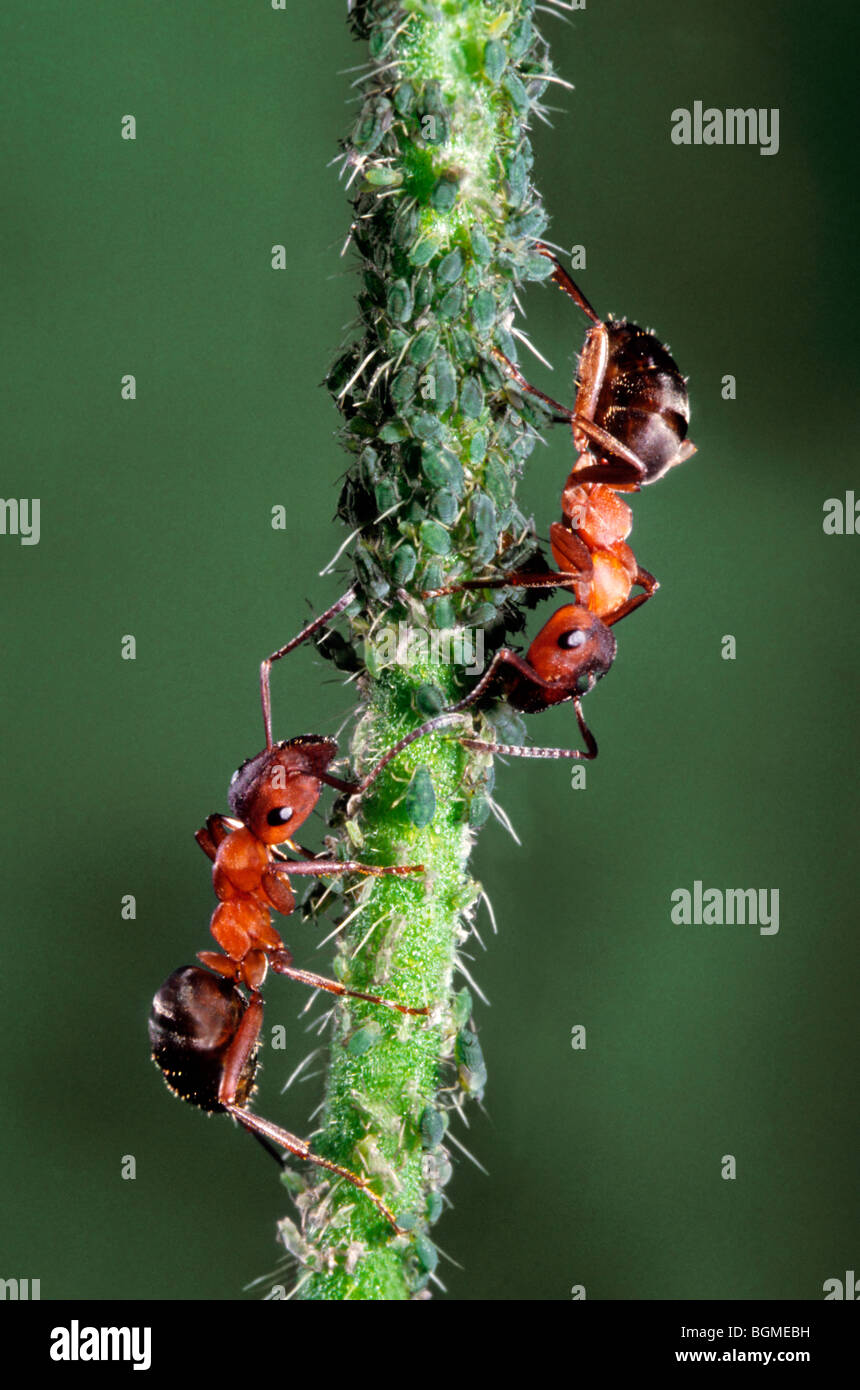 Ants aphids hi-res stock photography and images - Alamy
