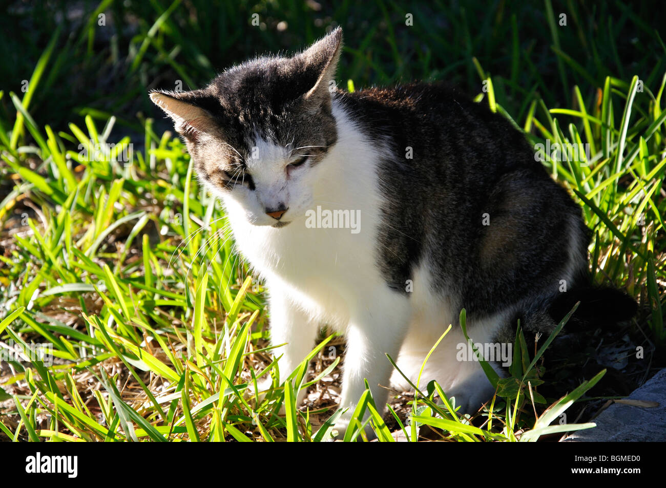 Stray cat key west hi-res stock photography and images - Alamy