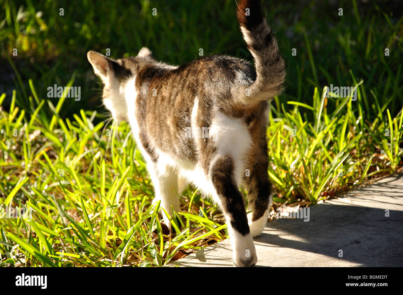 Stray cat, Key West, Florida, USA Stock Photo - Alamy