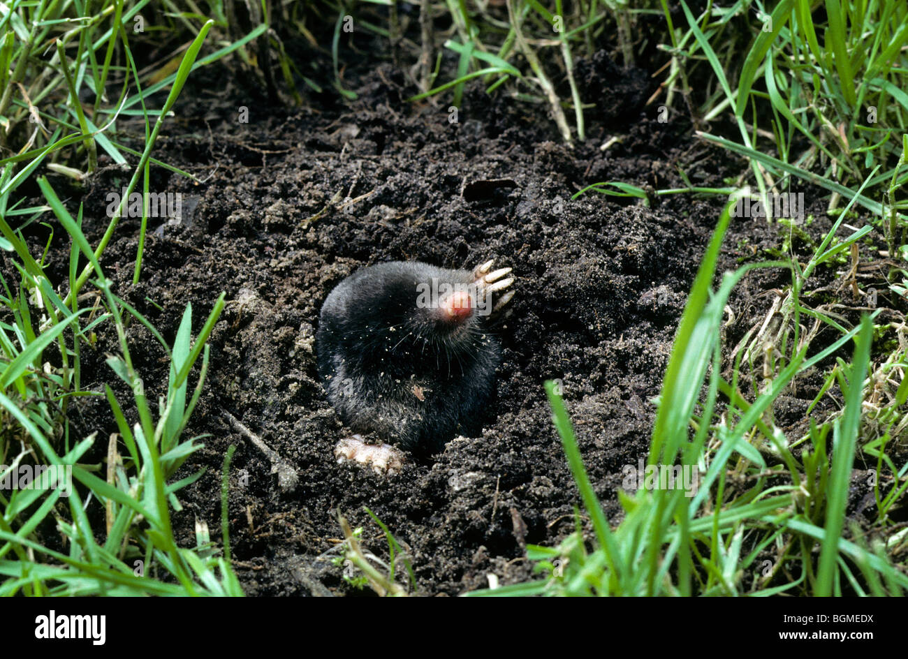European mole emerging from hole (Talpa europaea), Europe Stock Photo ...