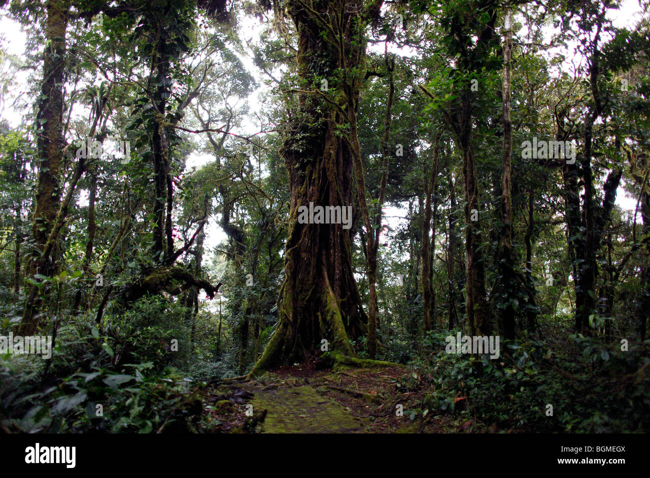 Monteverde rain forest in Costa Rica Stock Photo - Alamy