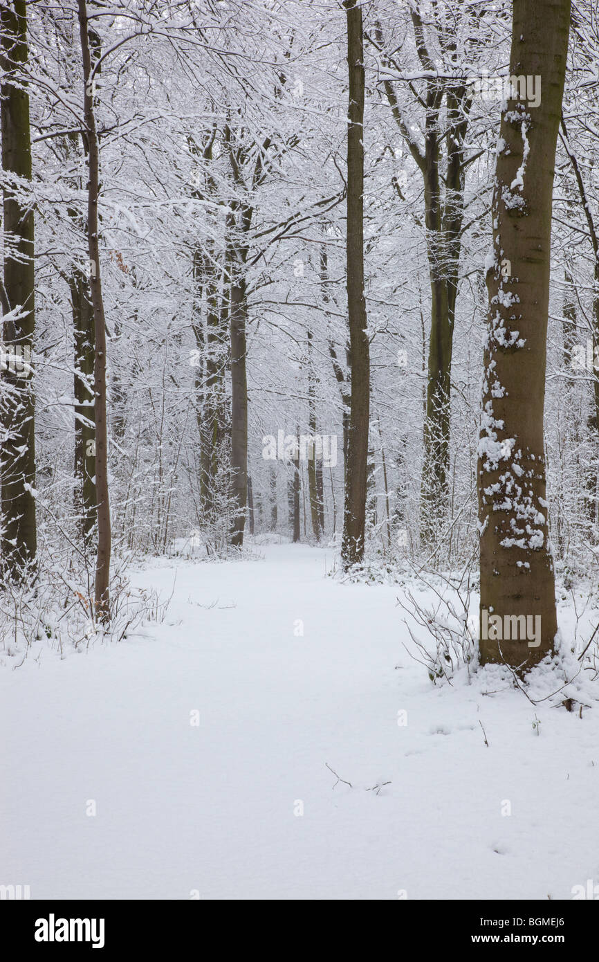 Wooded estate hi-res stock photography and images - Alamy