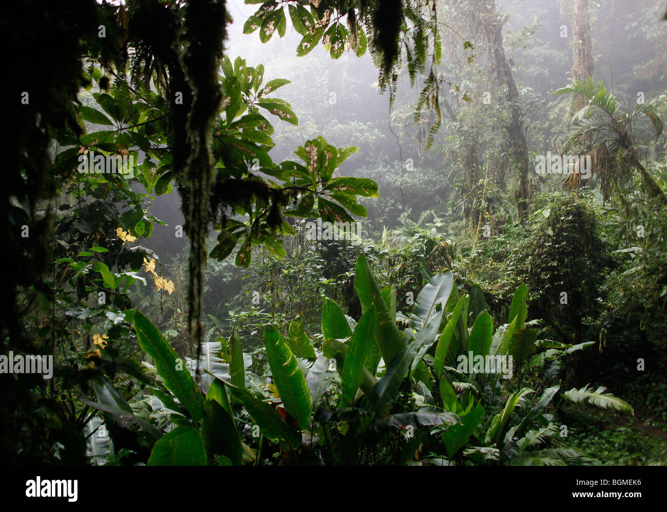 Monteverde rain forest in Costa Rica Stock Photo - Alamy