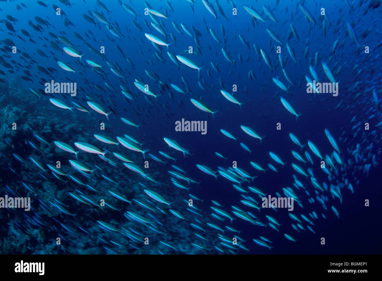 Fusilier fish hi-res stock photography and images - Alamy