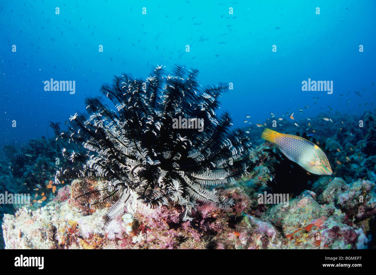 Feather star on coral reef and Bella fish, Maldive Islands Stock Photo ...