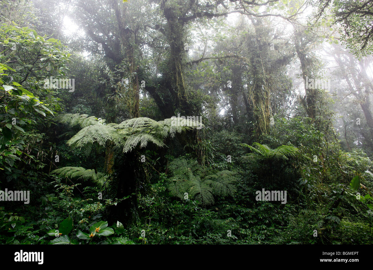 Monteverde Rain Forest High Resolution Stock Photography and Images - Alamy