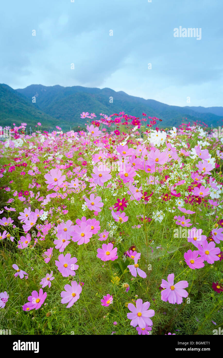 Cosmos flowers. Otsu Shiga Prefecture Japan Stock Photo - Alamy
