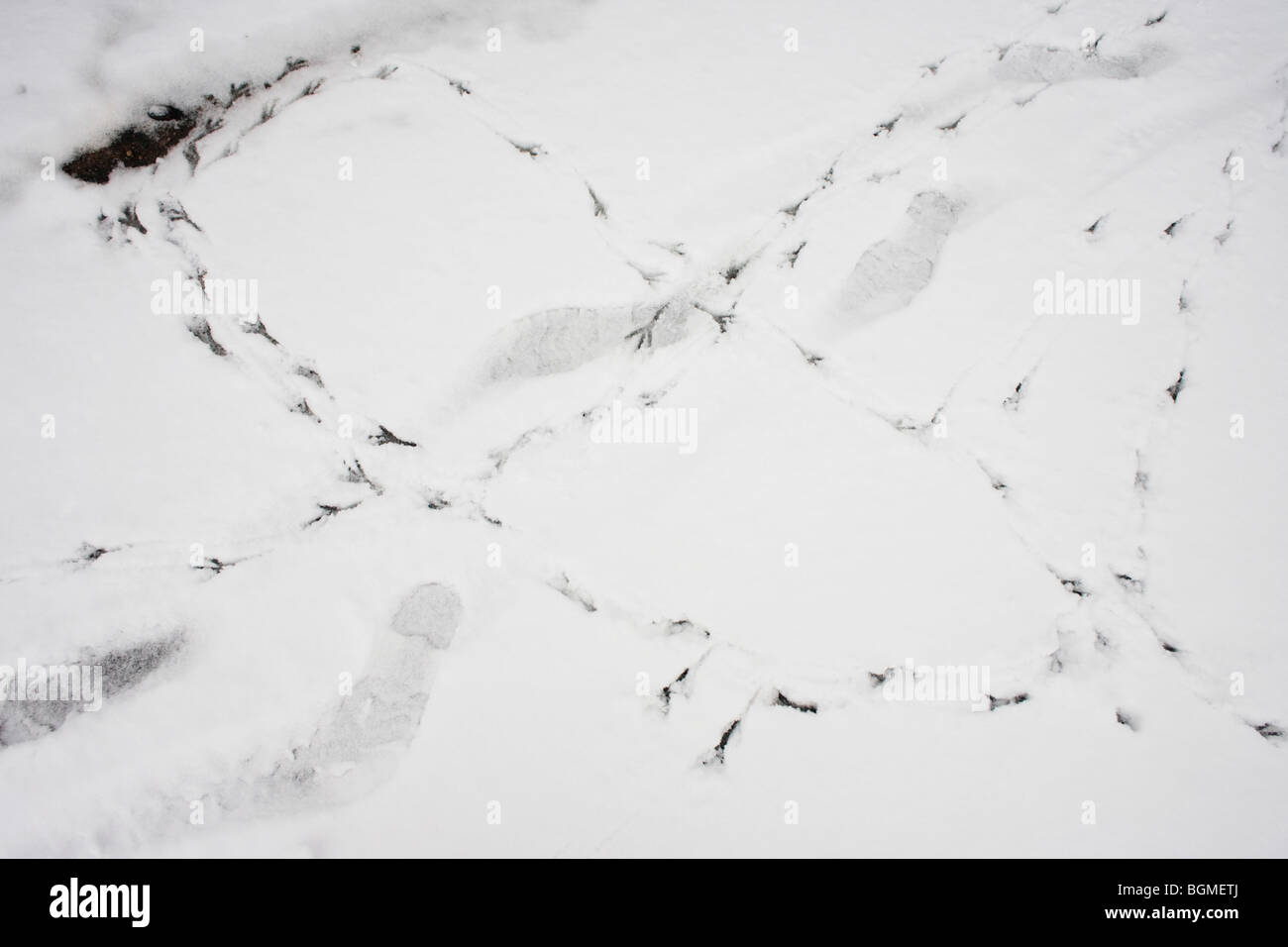Bird tracks left in freshly-fallen snow in a South London Park Stock ...