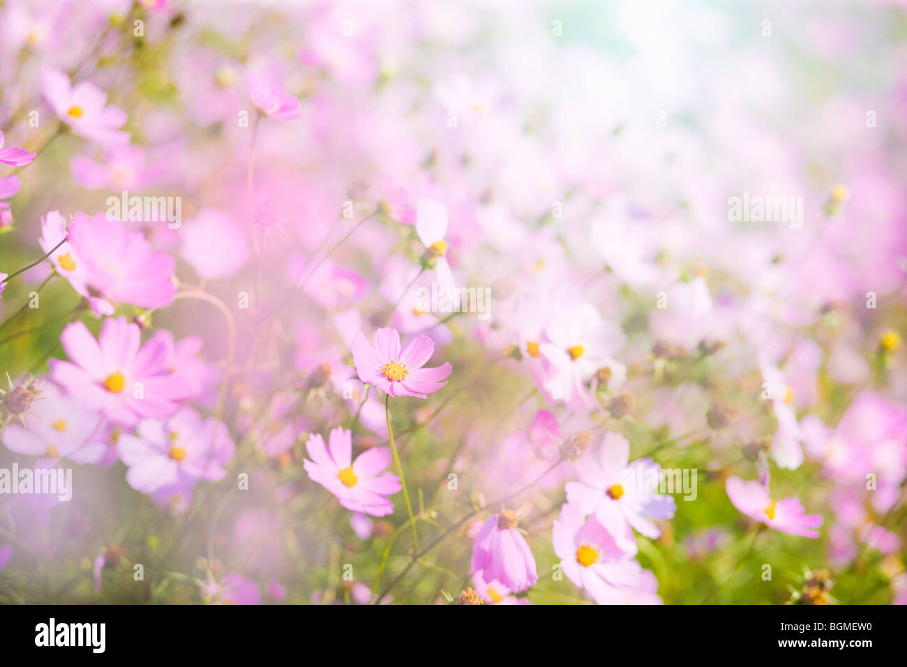 Pink Cosmos High Resolution Stock Photography and Images - Alamy