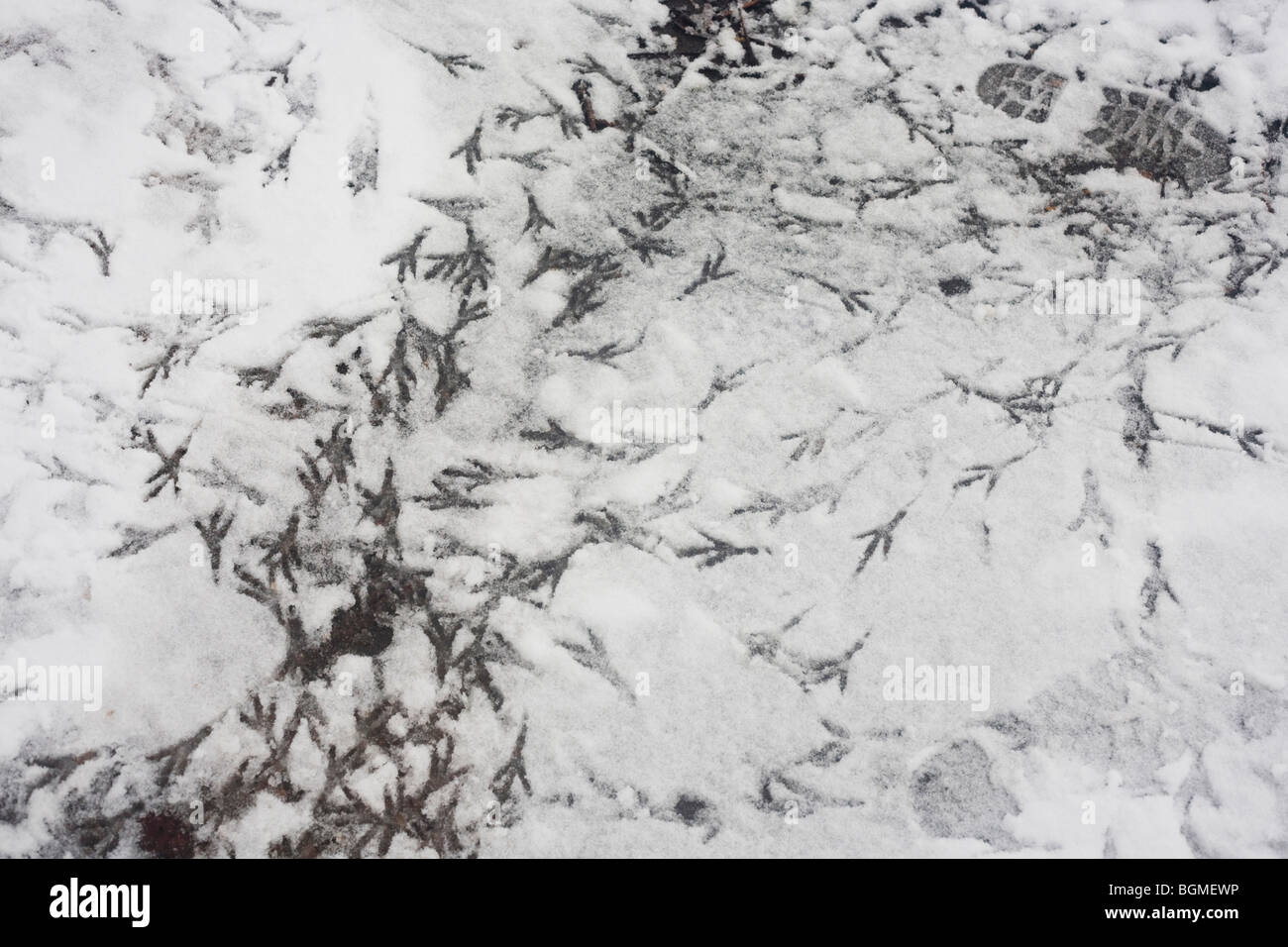 Human marks in nature hi-res stock photography and images - Alamy