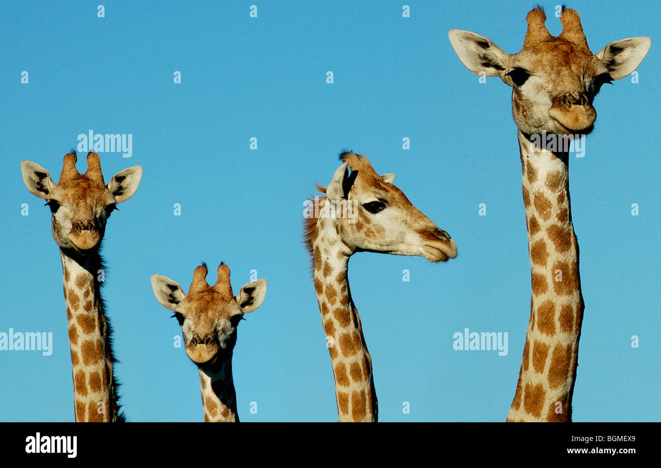 four giraffes in a line Stock Photo - Alamy