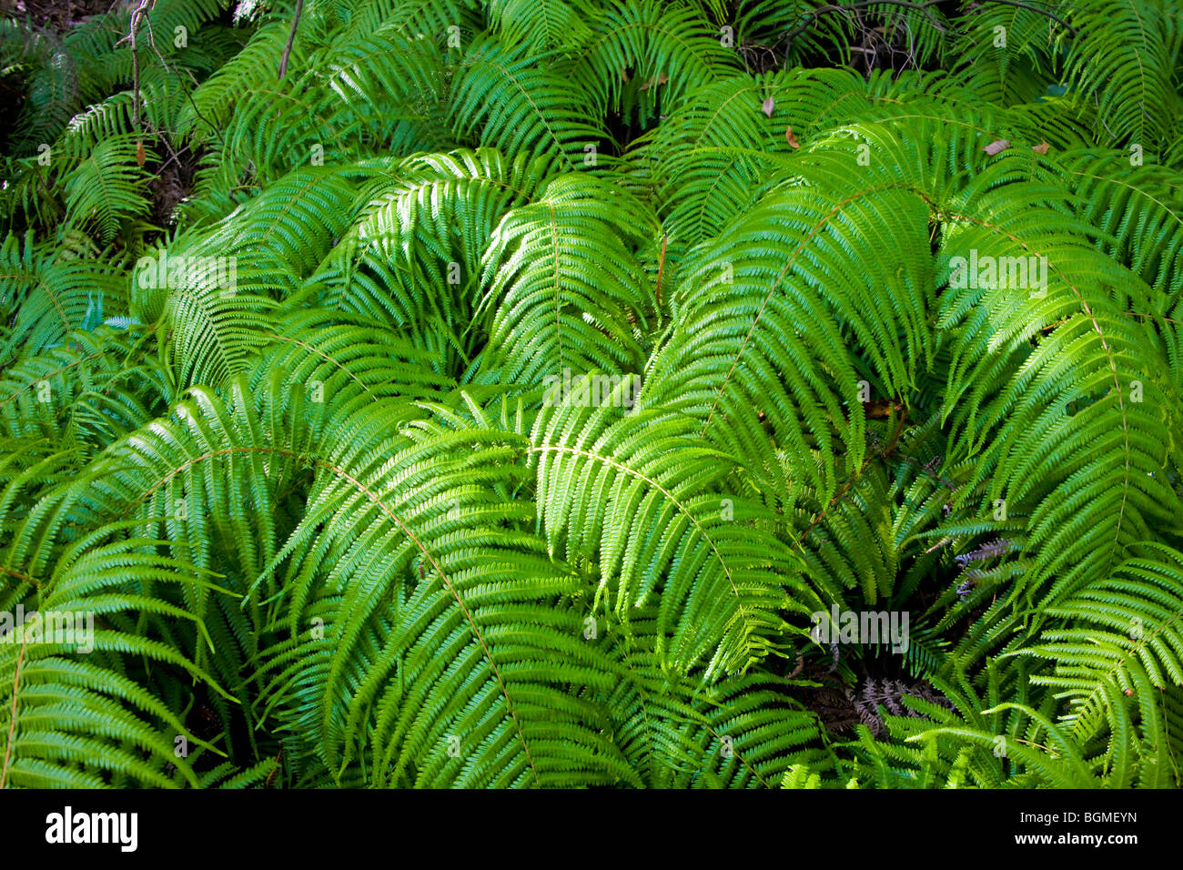 Japanese fern hi-res stock photography and images - Alamy