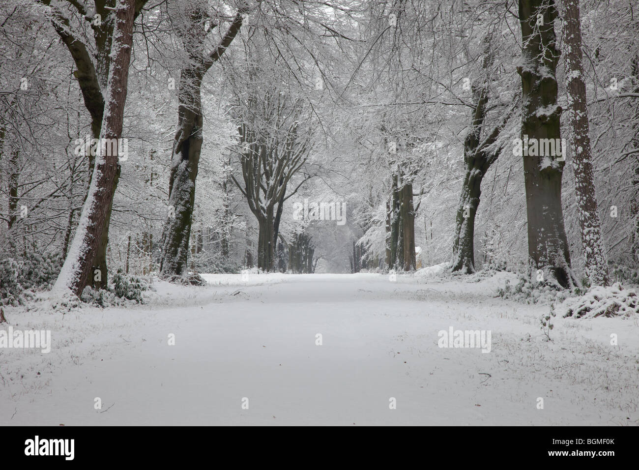 One of the tree lined avenues on Bramham Park Estate after heavy ...