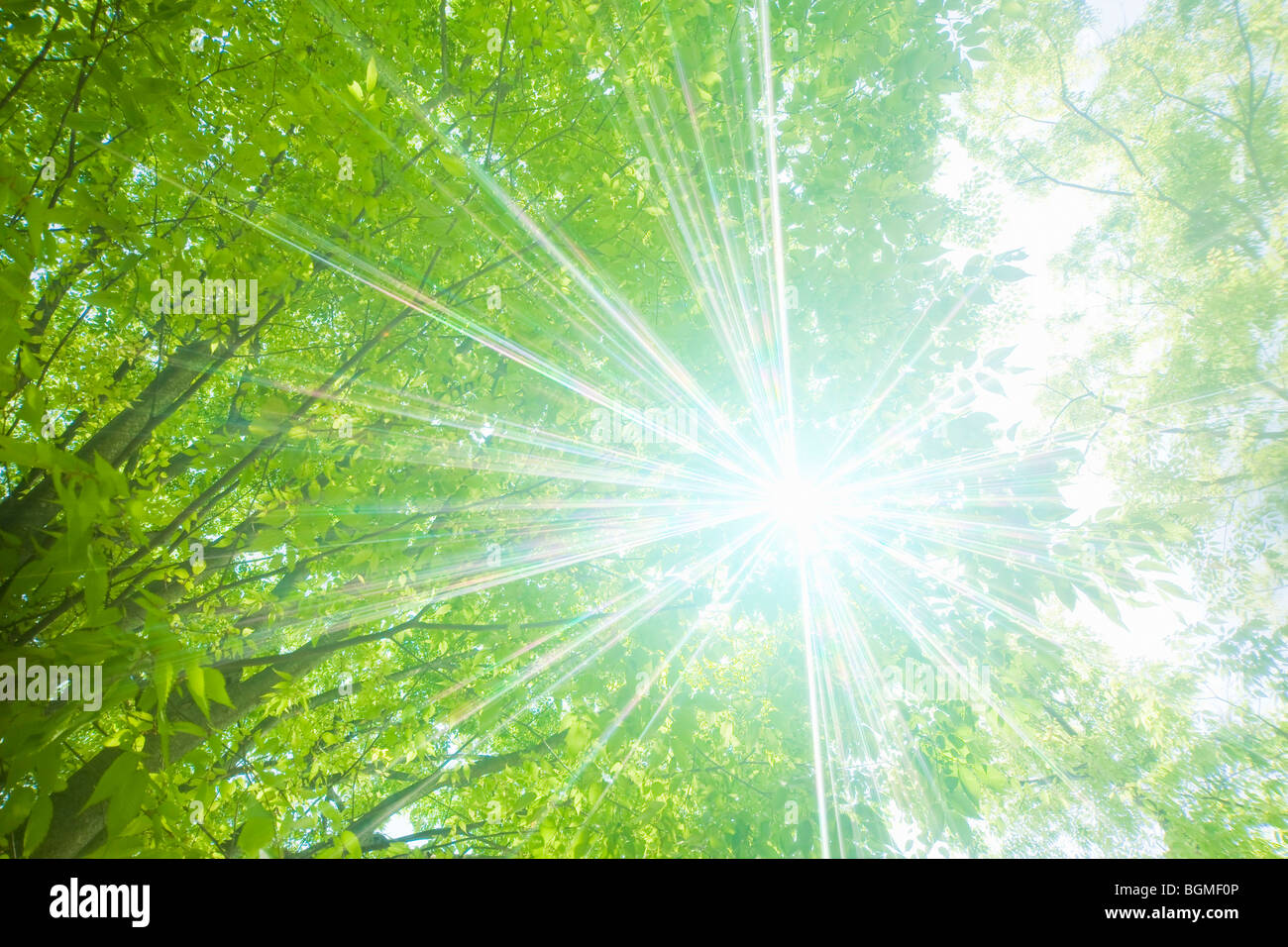 Sun shining through tree canopy Otsu Shiga Prefecture Japan Stock Photo ...