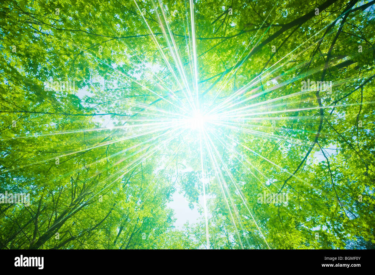 Through tree canopy hi-res stock photography and images - Alamy