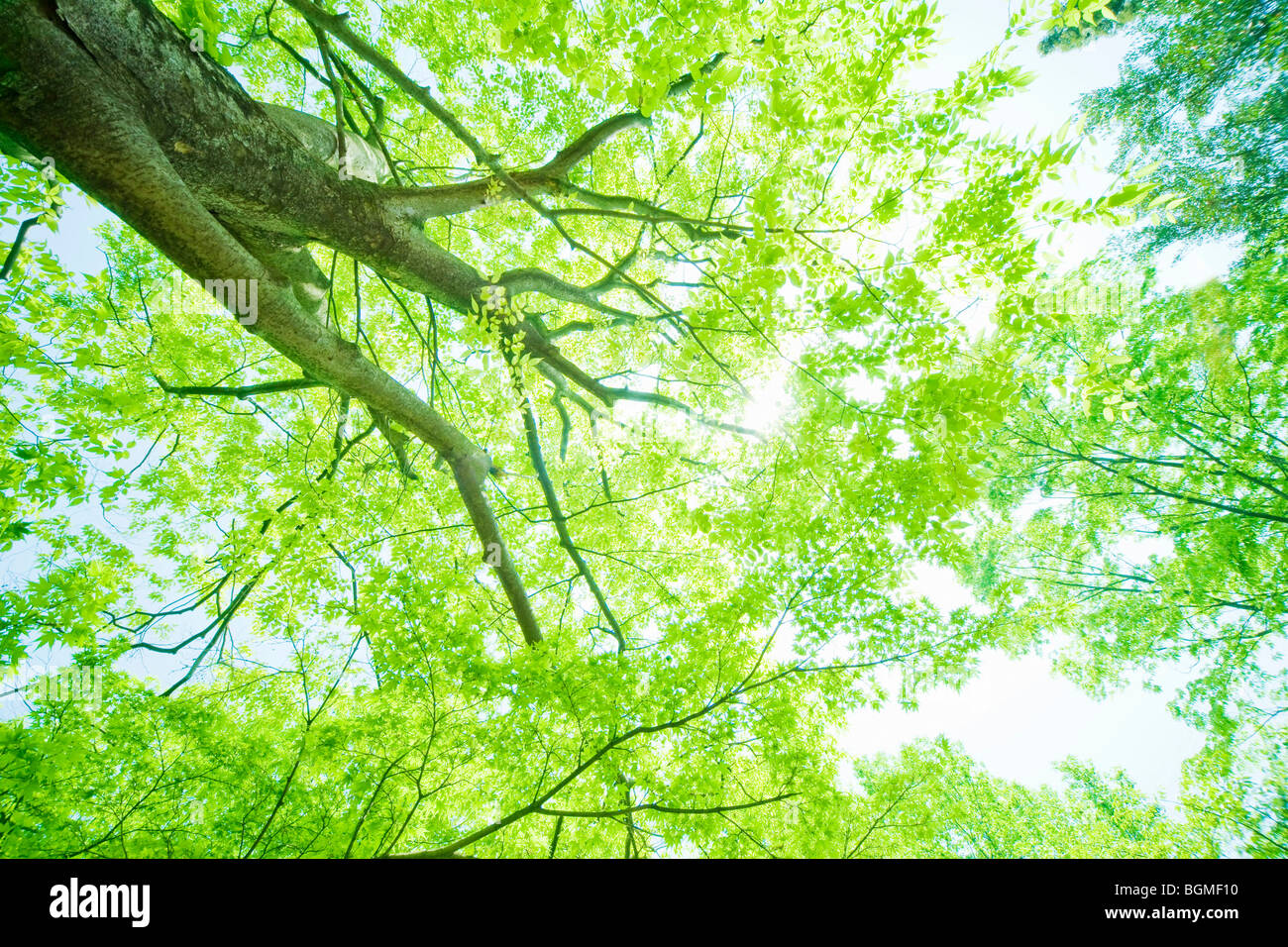 Sun shining through tree canopy Otsu Shiga Prefecture Japan Stock Photo ...