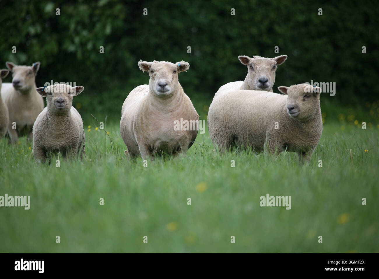 Southdown sheep hi-res stock photography and images - Alamy