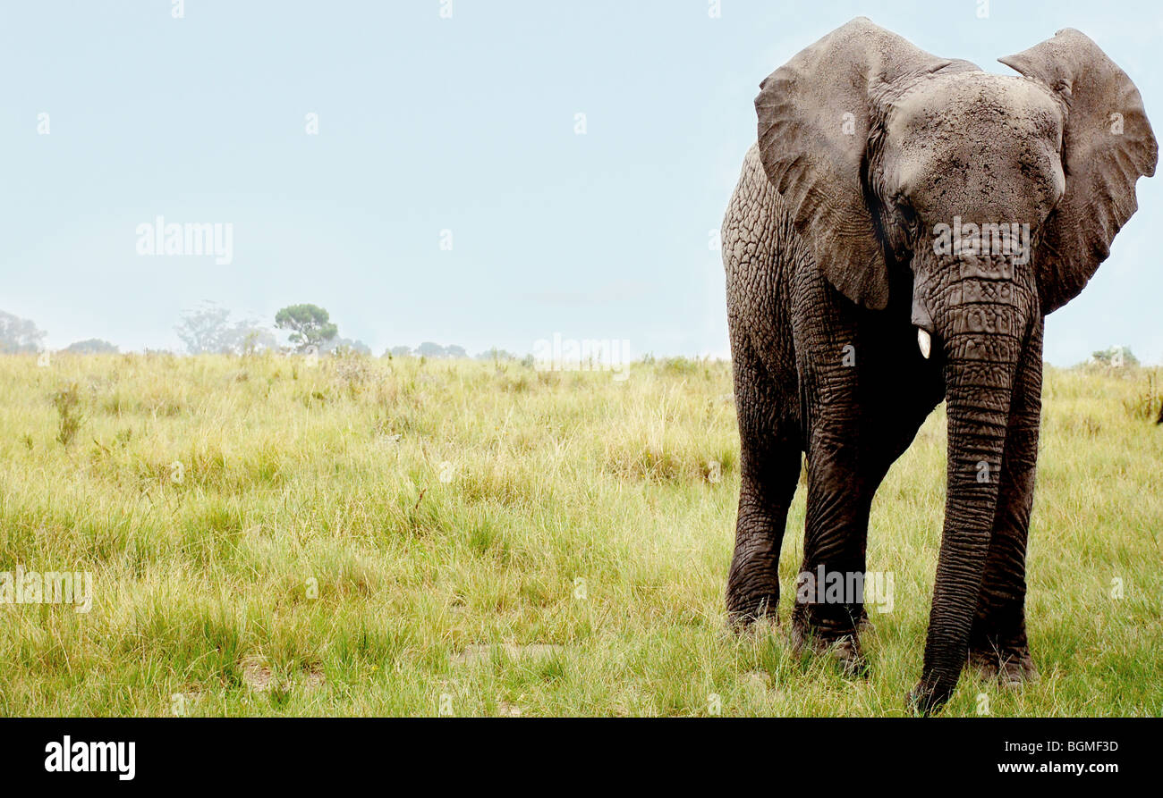 Mad elephant hi-res stock photography and images - Alamy
