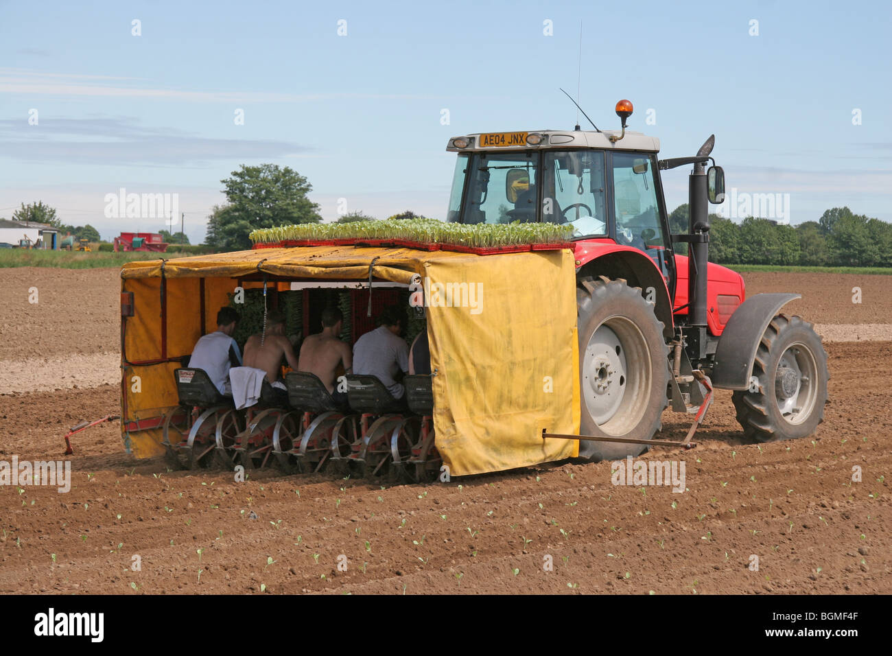 Cabbage planter hi-res stock photography and images - Alamy