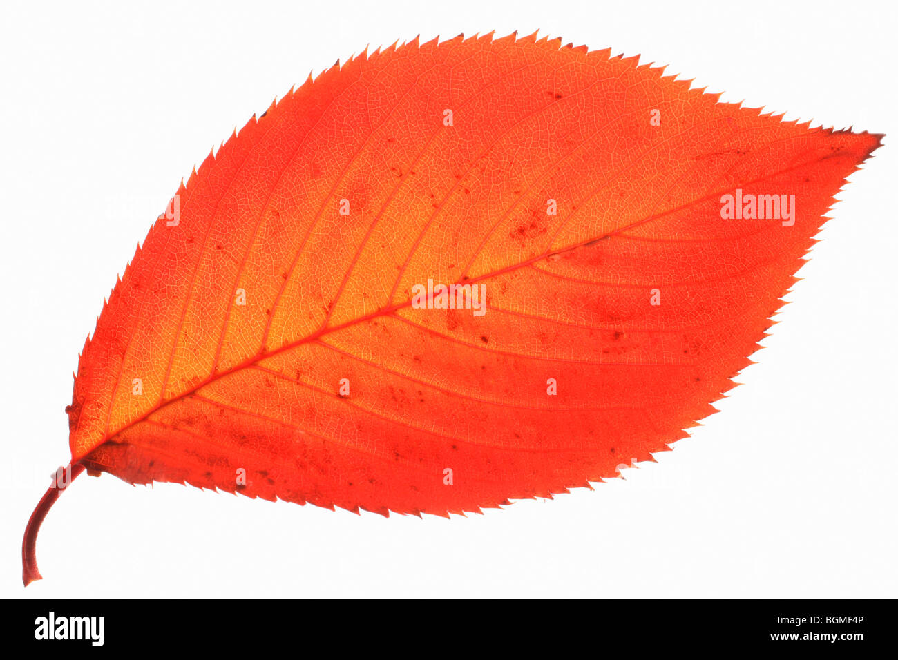 Orange cherry tree leaf Stock Photo - Alamy