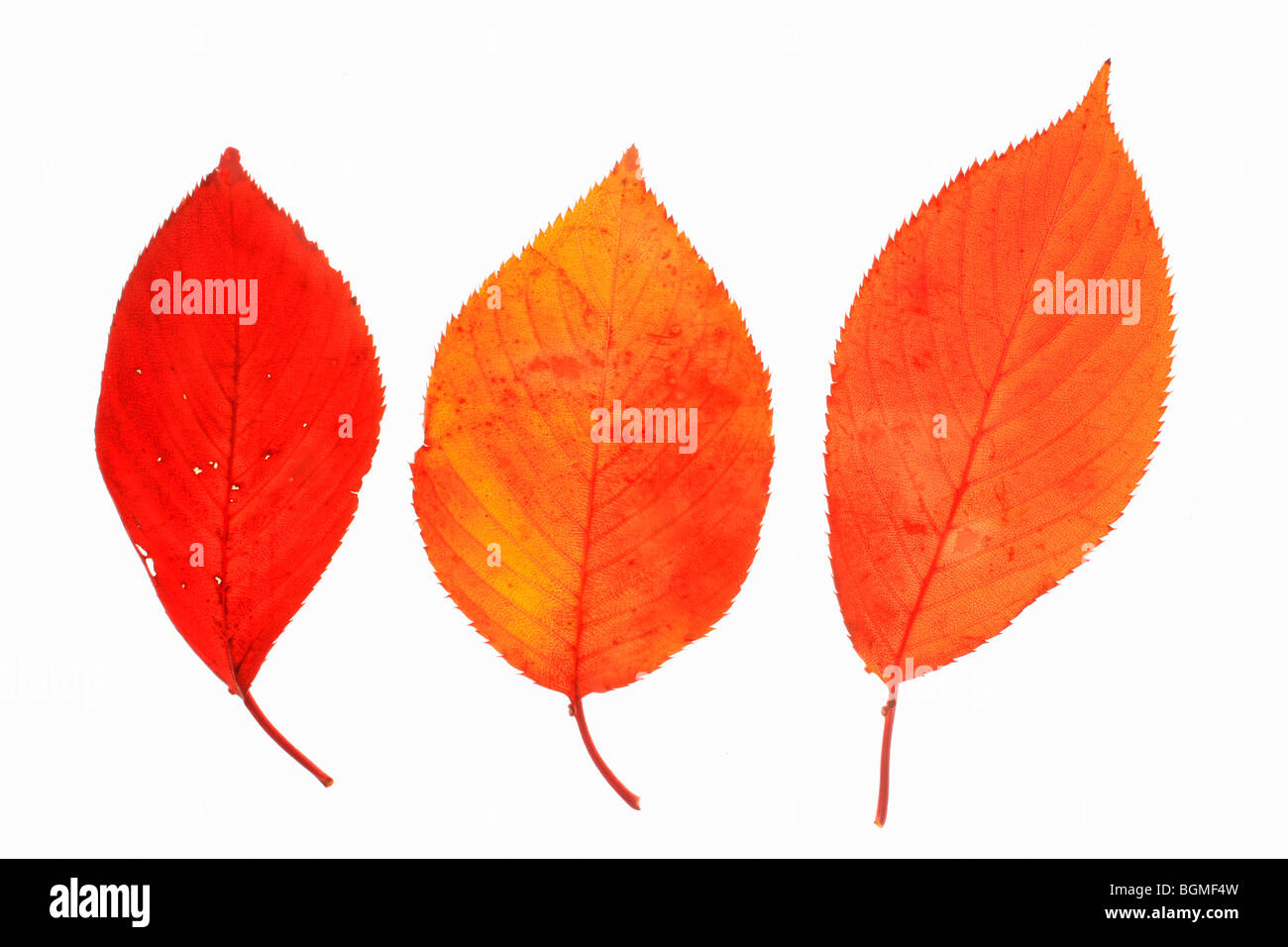 Orange cherry tree leaves Stock Photo - Alamy