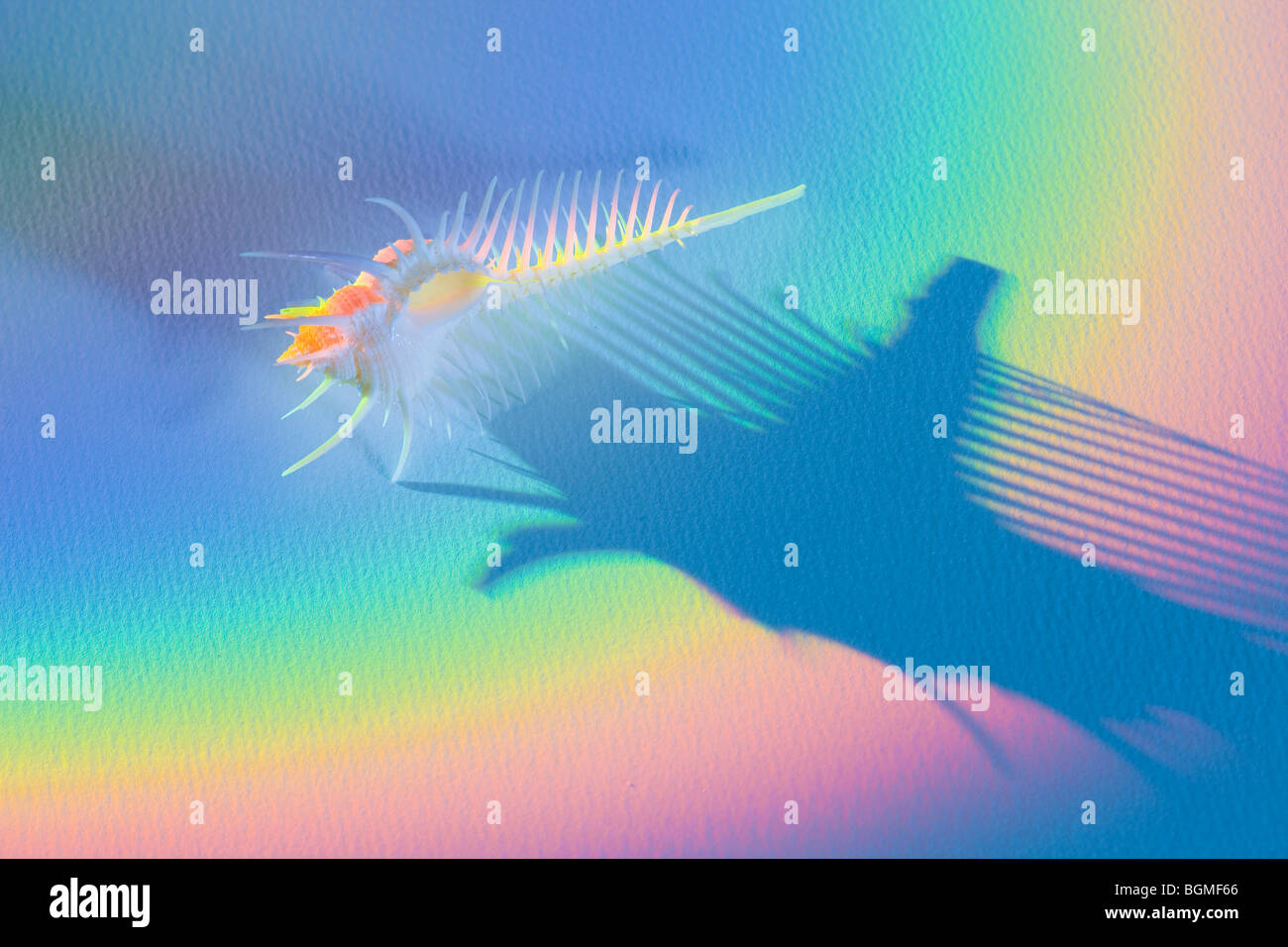 Shell Rainbow High Resolution Stock Photography and Images - Alamy
