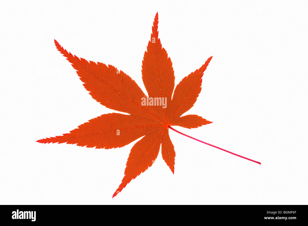 Orange maple tree leaf Stock Photo - Alamy
