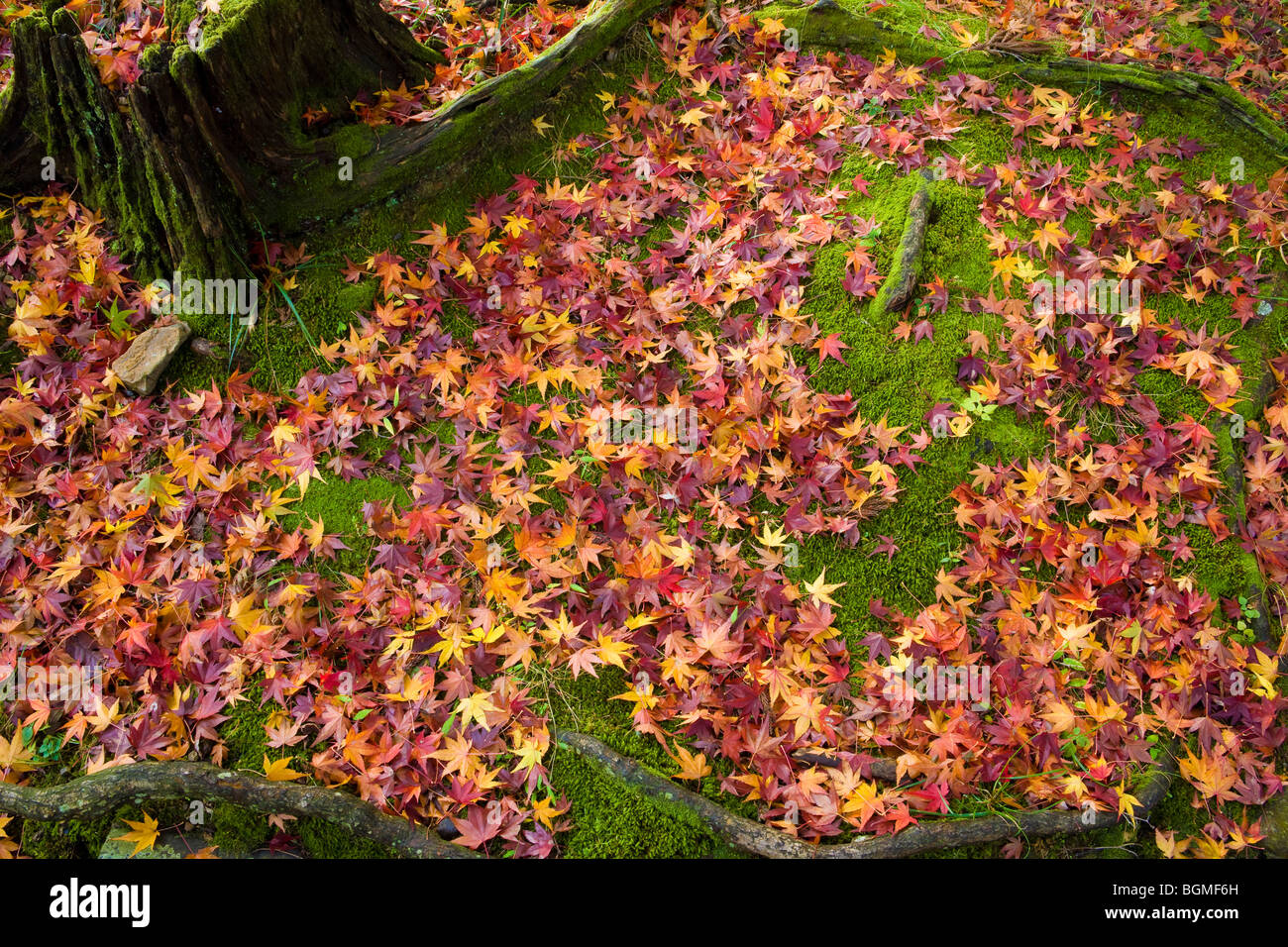Fallen leaves on ground next to tree trunk Yamashina-ku Kyoto Japan ...