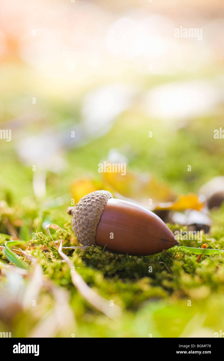 Acorn on mossy surface Stock Photo - Alamy