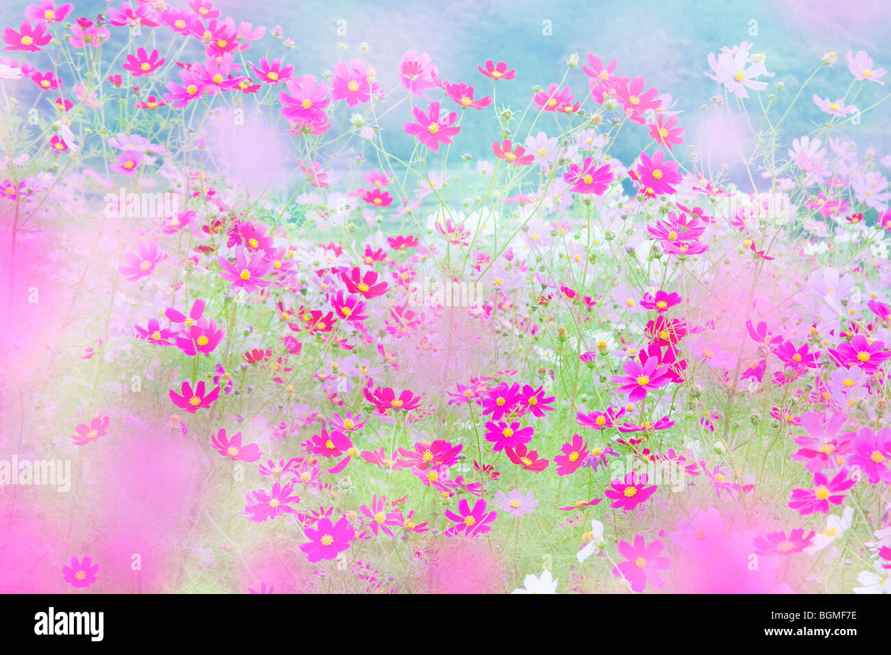 Shiga japan cosmos hi-res stock photography and images - Alamy
