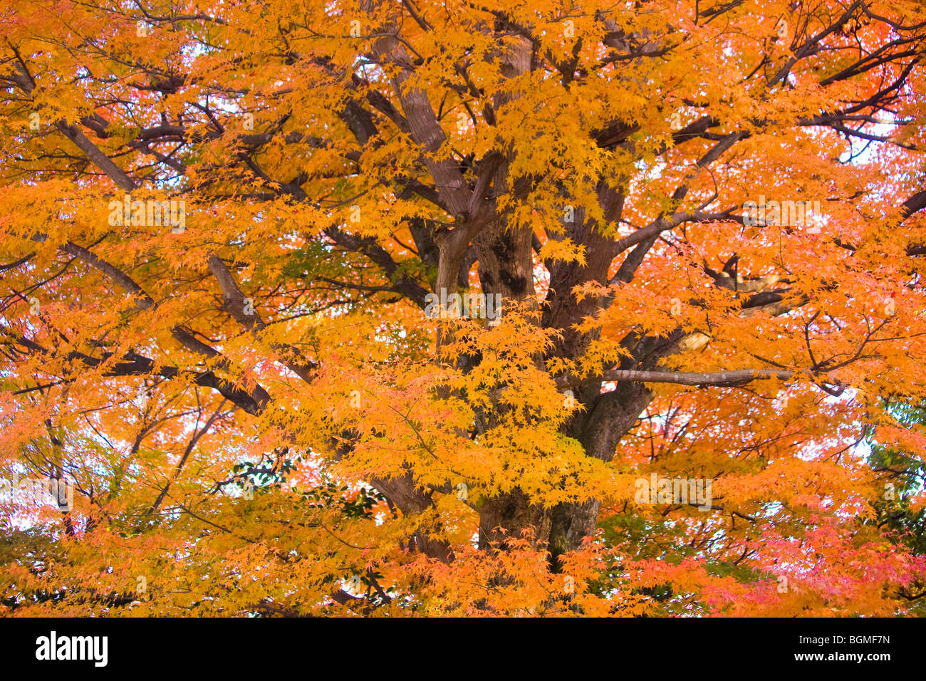 Autumnal leaves on tree Otsu Shiga Prefecture Japan Stock Photo - Alamy