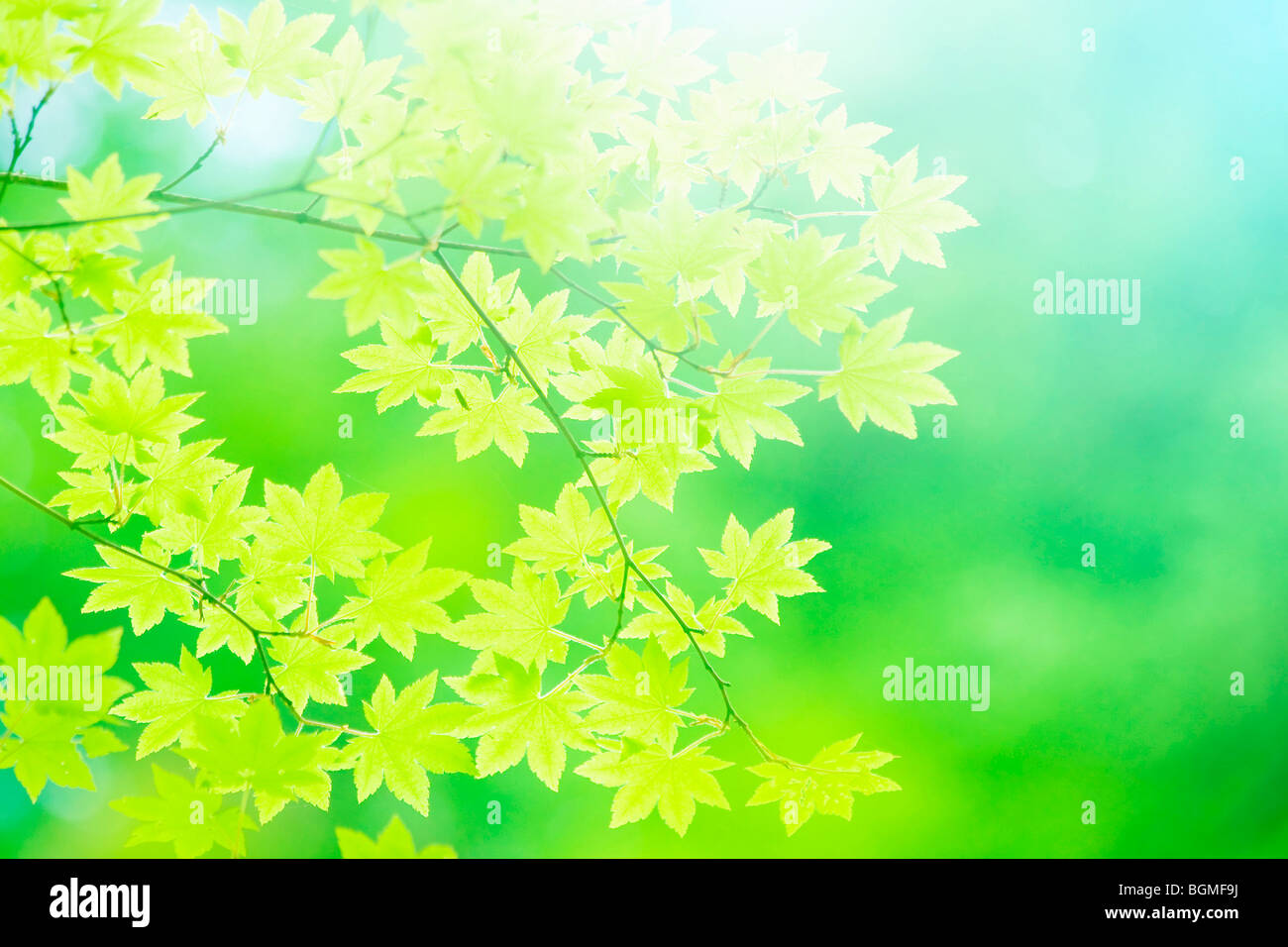 Green maple tree leaves Stock Photo - Alamy