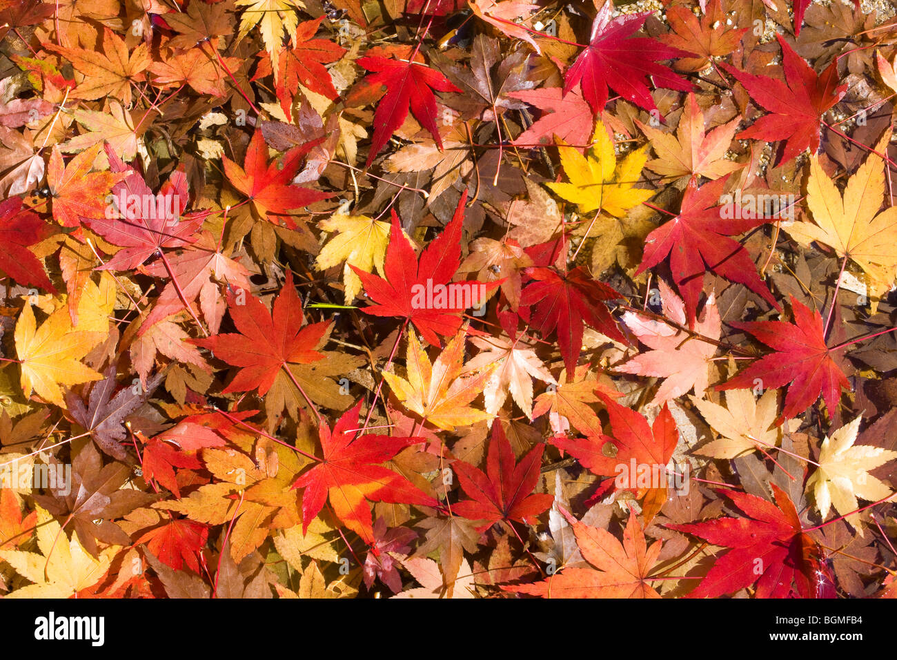 Autumn Red Maple Leaves High Resolution Stock Photography and Images ...