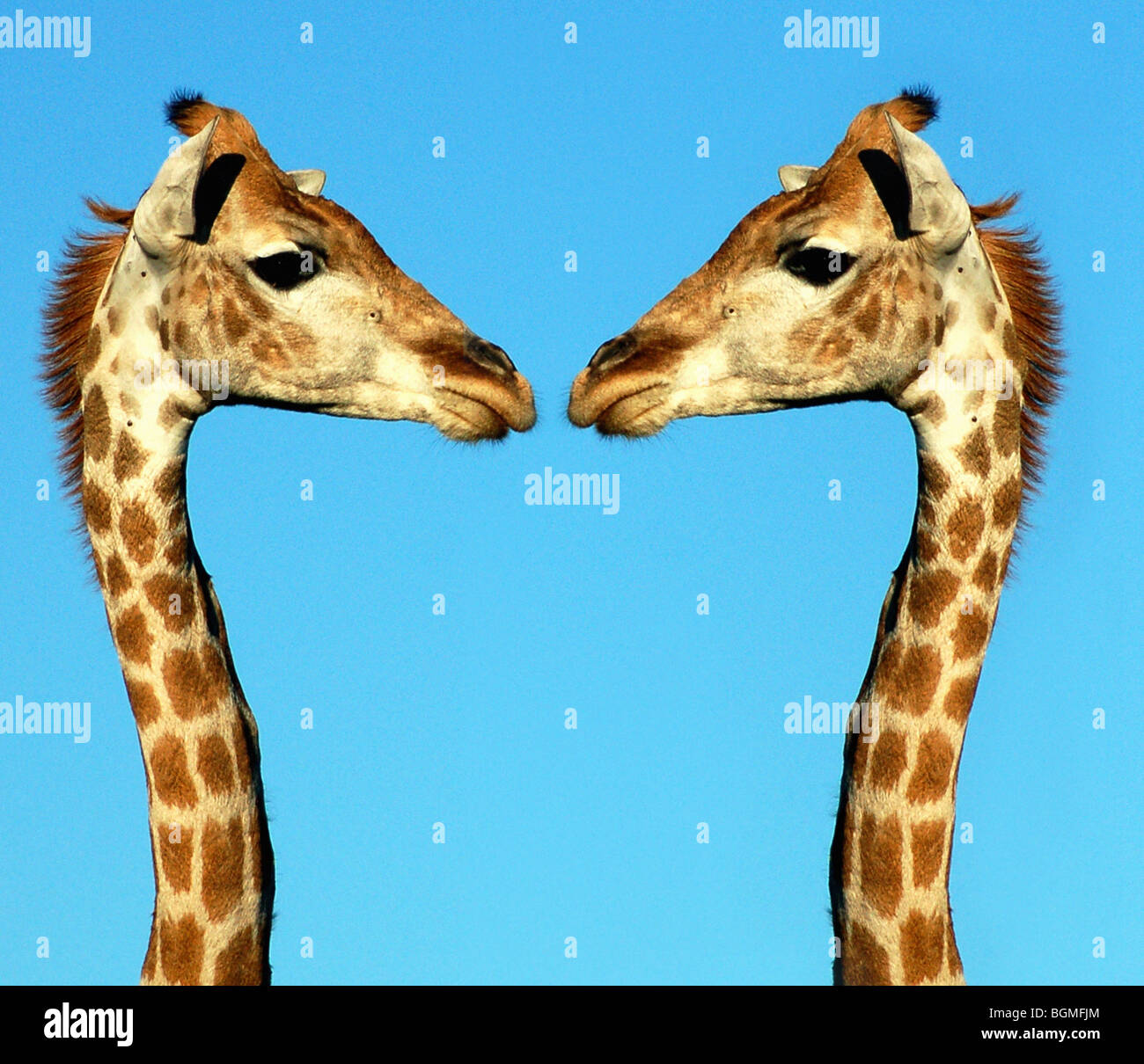 Giraffes Kissing