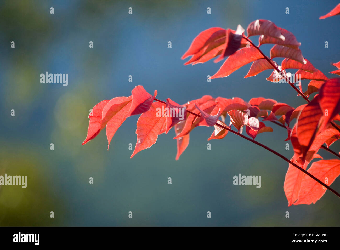 Tree outdoors leaves hi-res stock photography and images - Alamy