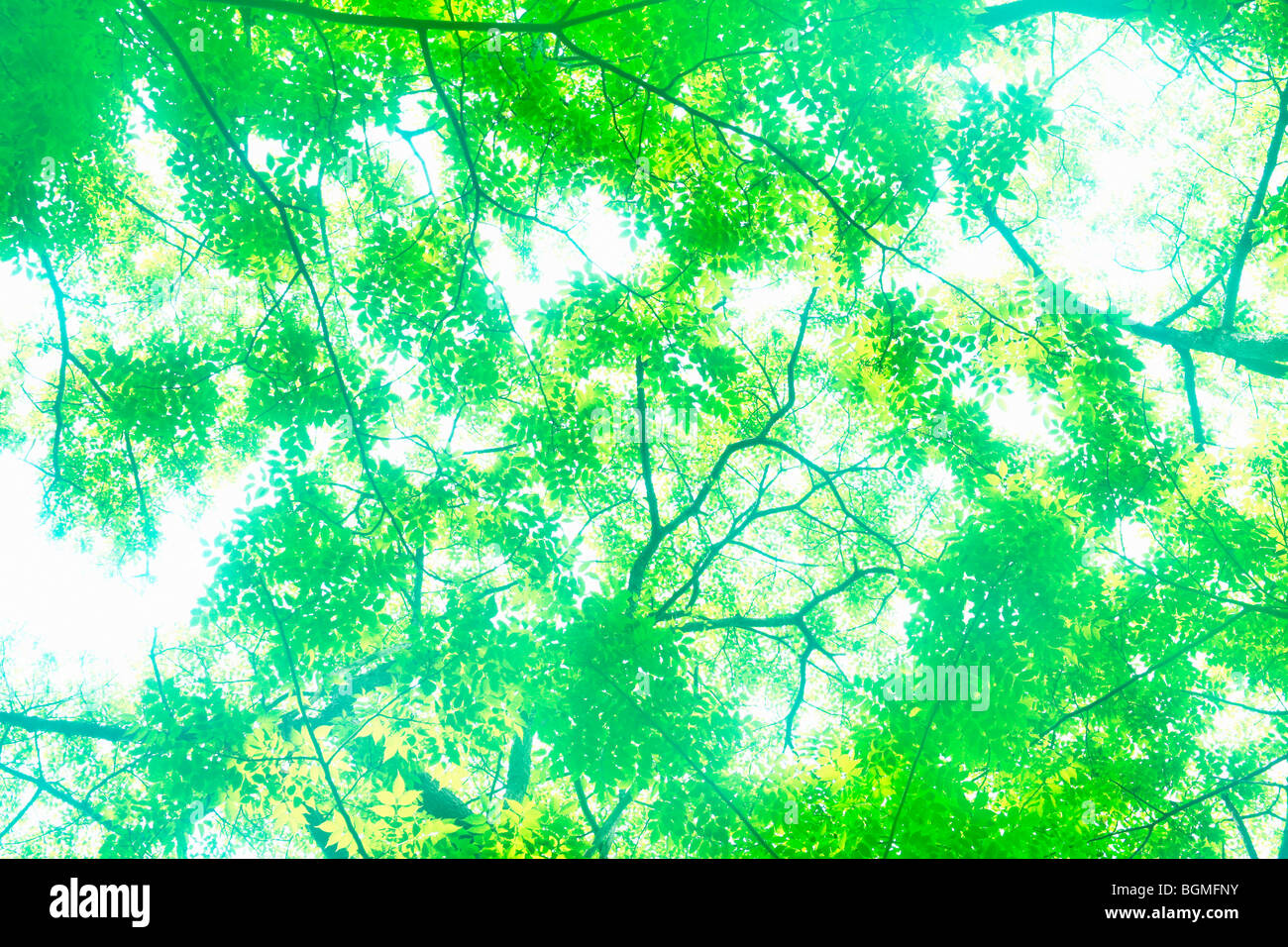 Sunlight shining through tree canopy Stock Photo - Alamy