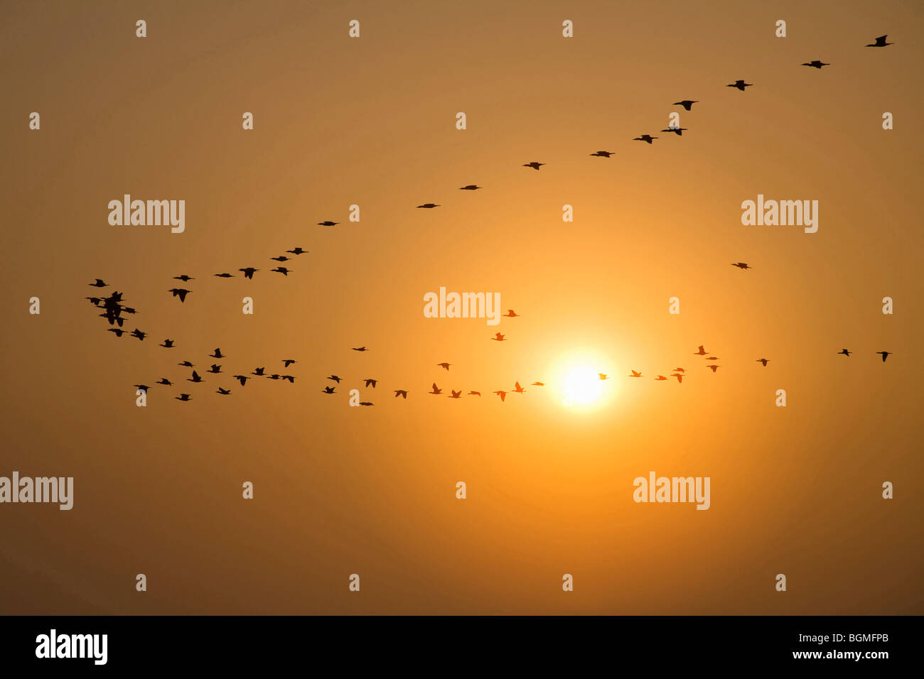 Birds flying in a v shape hi-res stock photography and images - Alamy