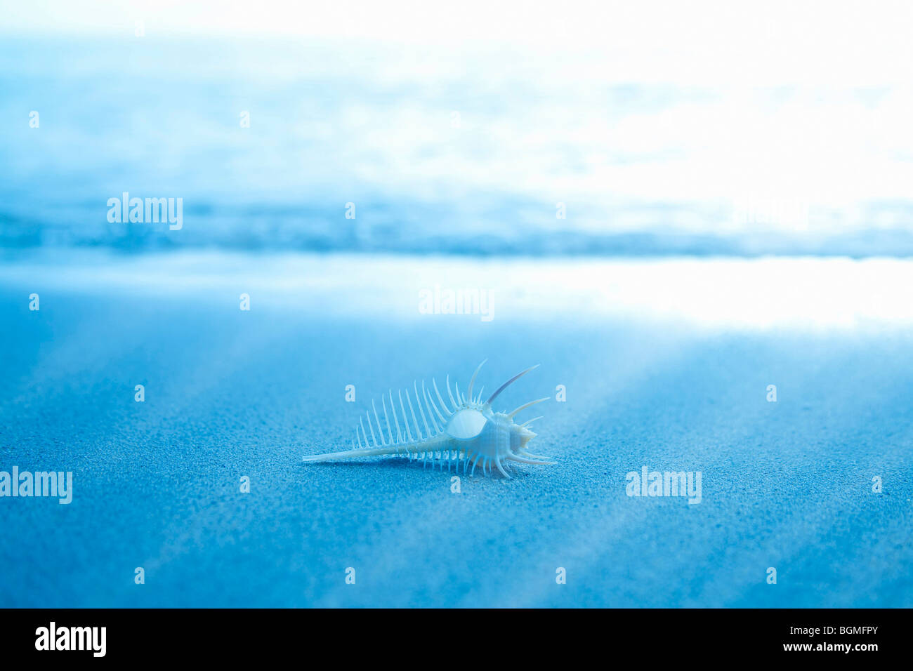 Venus comb murex shell hi-res stock photography and images - Alamy