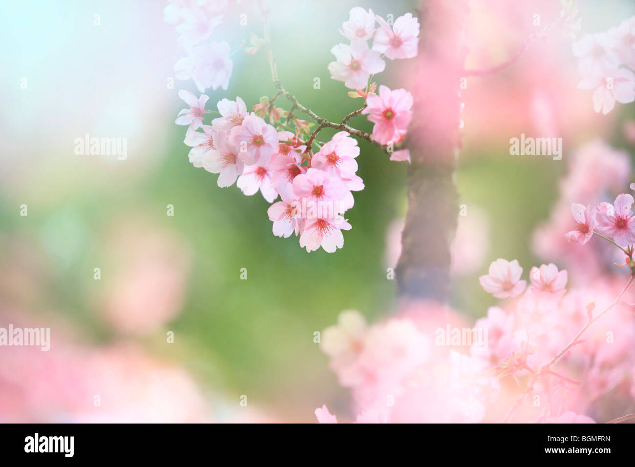 Close-up up flowers on a rosebud cherry tree Stock Photo - Alamy