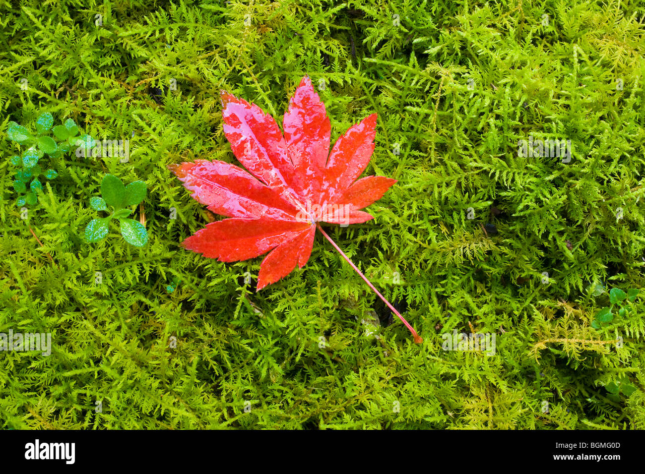 Red moss hi-res stock photography and images - Alamy
