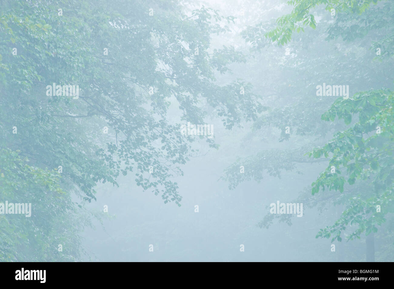 Fog in trees Norikura Plateau Matsumoto Nagano Prefecture Japan Stock ...