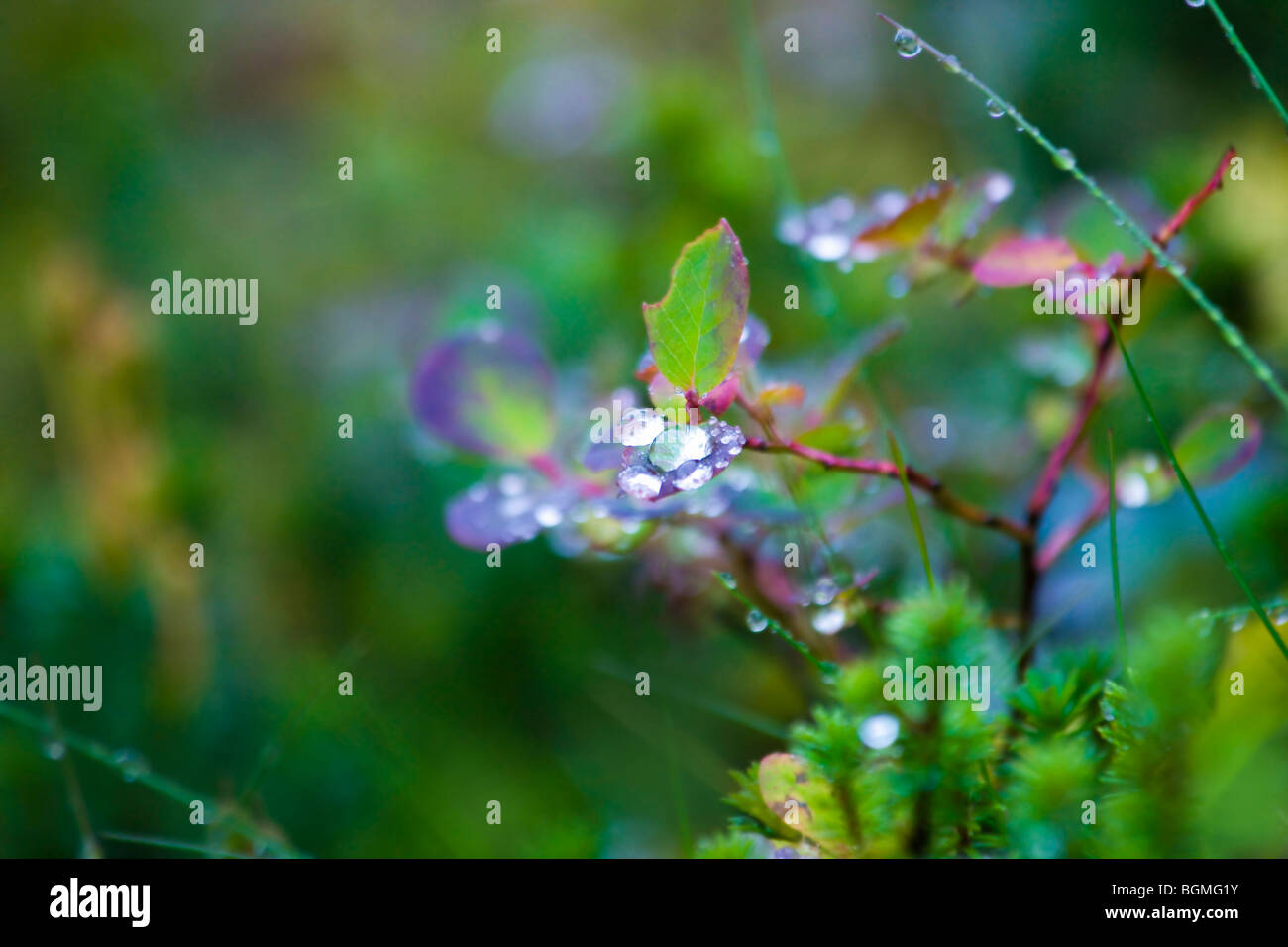 Image in waterdrop hi-res stock photography and images - Alamy