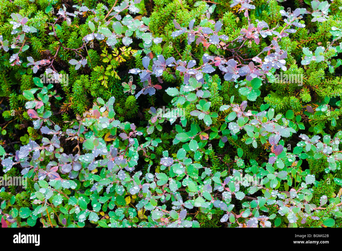 Natural blueberry bush Stock Photo - Alamy