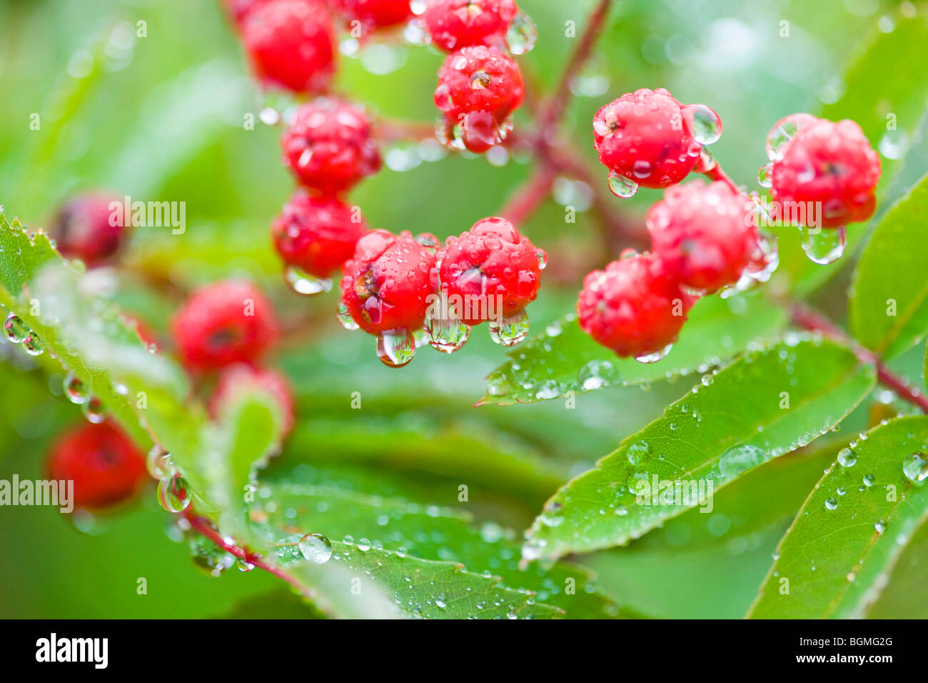Checker tree hi-res stock photography and images - Alamy