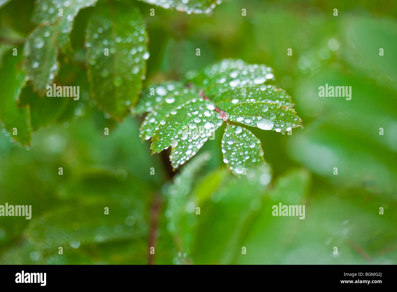 Checker tree with water droplets Stock Photo - Alamy