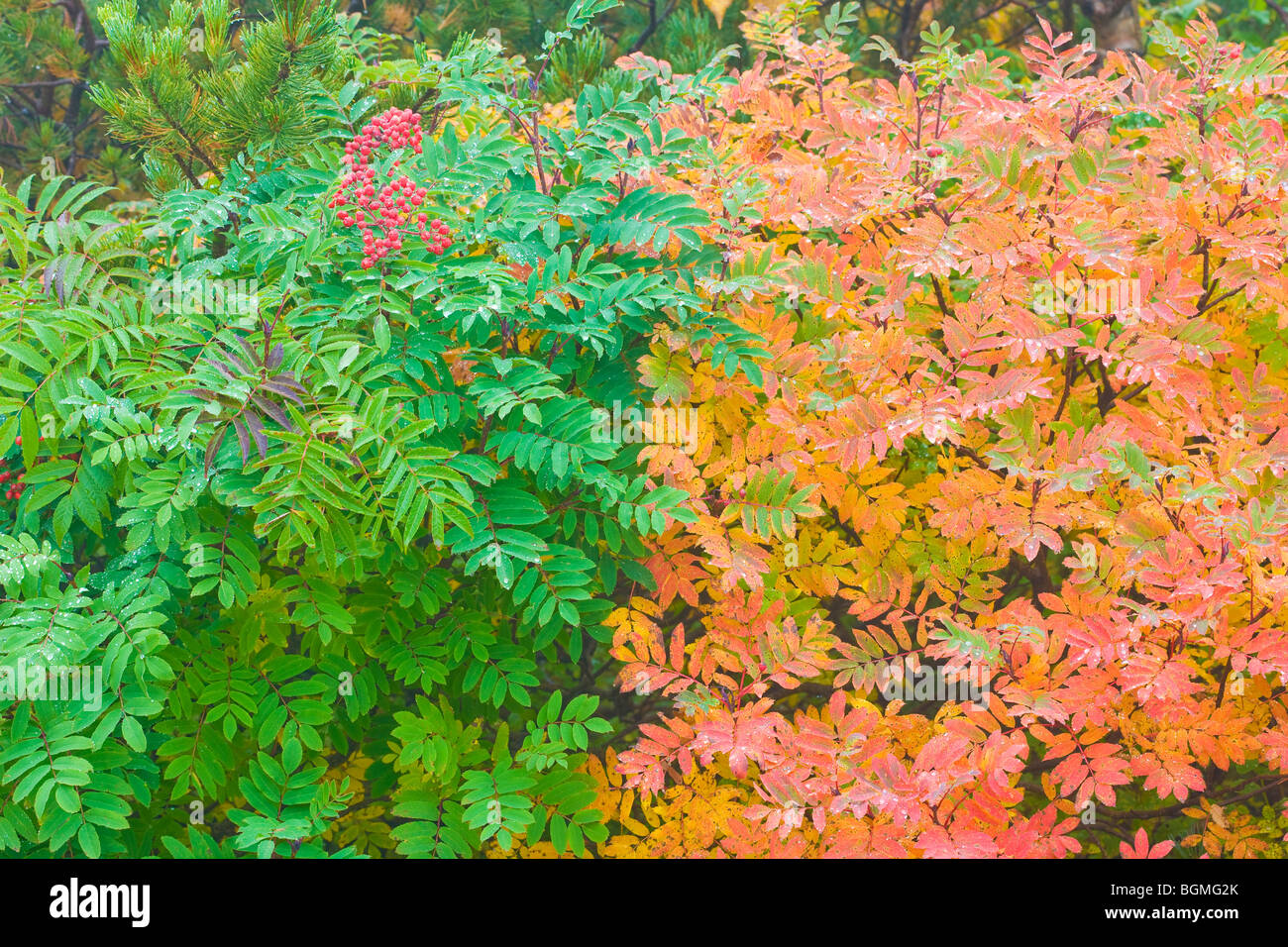 Checker tree Norikura plateau Matsumoto Nagano Prefecture Japan Stock ...