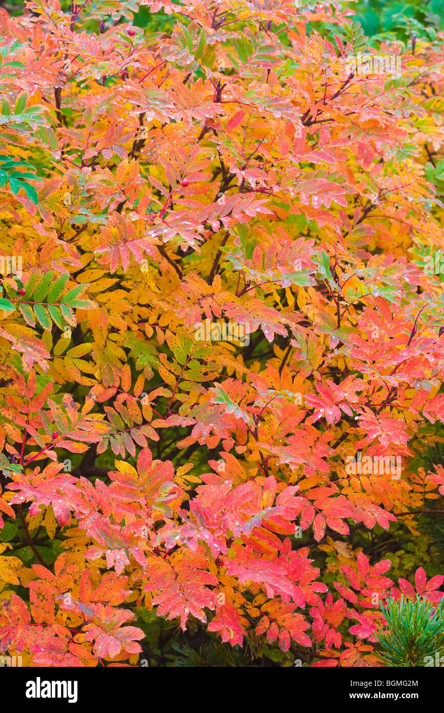 Checker tree Norikura plateau Matsumoto Nagano Prefecture Japan Stock ...